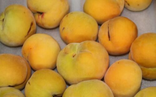 Peach Golden Queen Freestone - Springvale Garden Centre