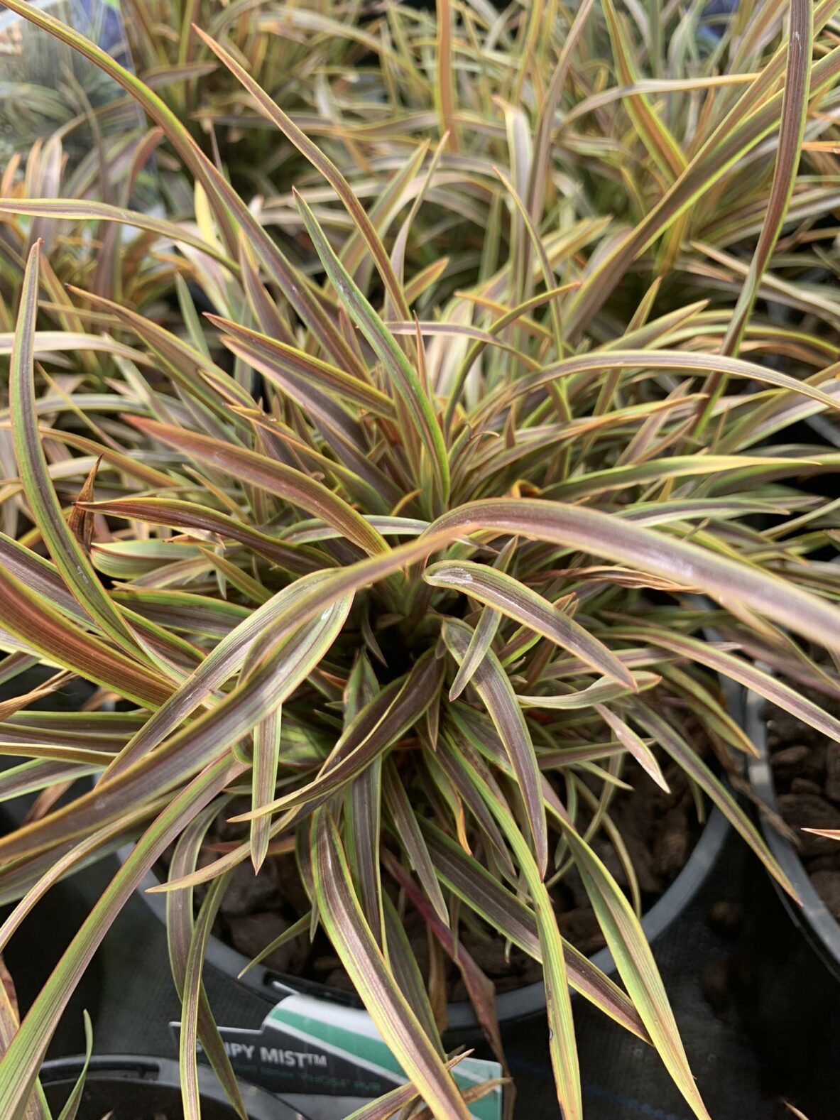 Phormium Stripy Mist - Springvale Garden Centre