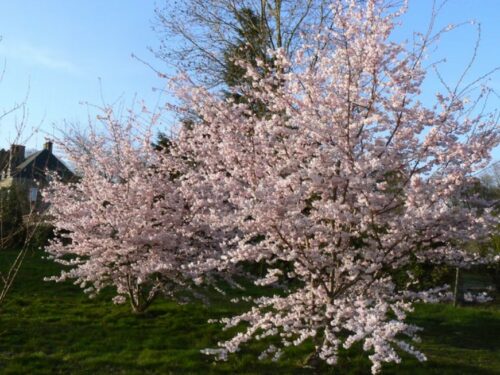 Prunus 'Accolade' 1.2m Standard - Springvale Garden Centre