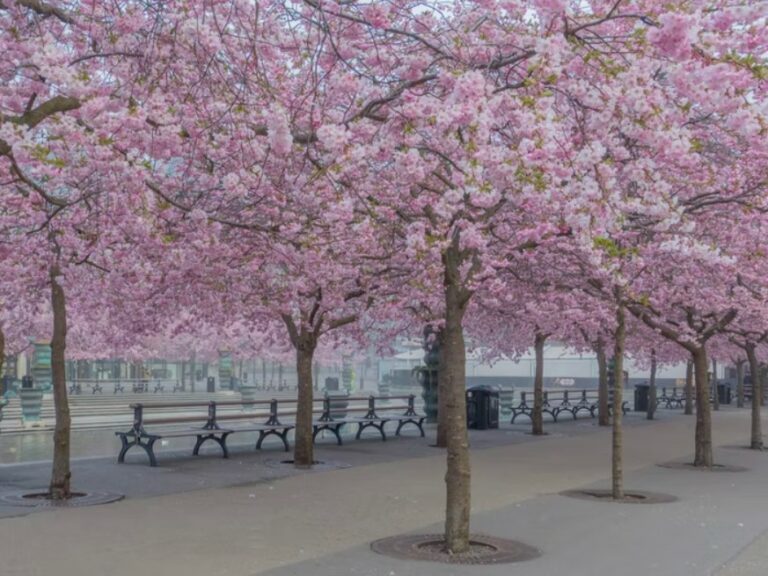 Prunus 'Accolade' 1.2m Standard - Springvale Garden Centre
