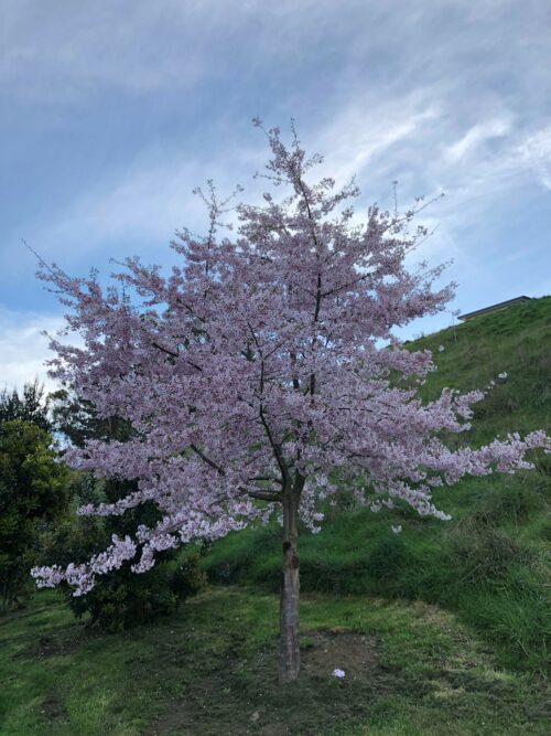 Prunus 'Awanui' - Springvale Garden Centre