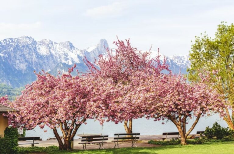 Prunus 'Pink Perfection' 1.8m - Springvale Garden Centre