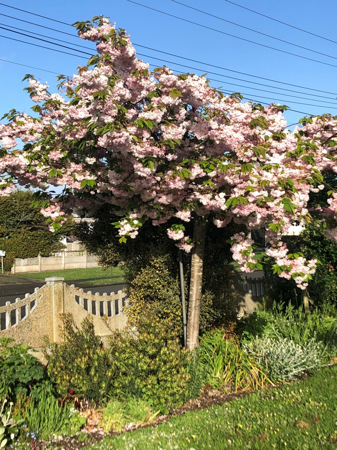 Prunus serrulata 'Shimidzu Sakura' 1.8m - Springvale Garden Centre