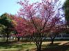 Prunus camp 'Superba' - Springvale Garden Centre