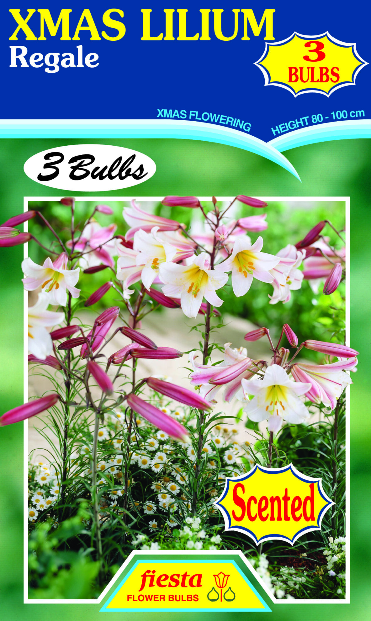 Lilium - Regale 3pk - Springvale Garden Centre