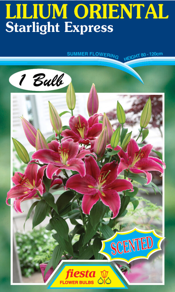 Lilium - Starlight Express 1pk - Springvale Garden Centre