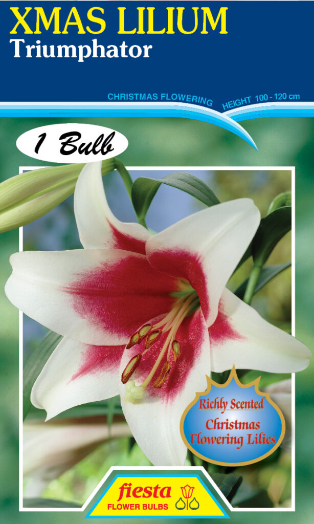 Lilium - Triumphator 1pk - Springvale Garden Centre