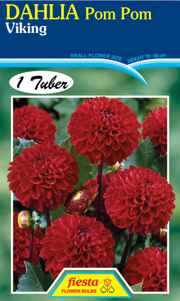 Dahlia - Viking 1pk - Springvale Garden Centre