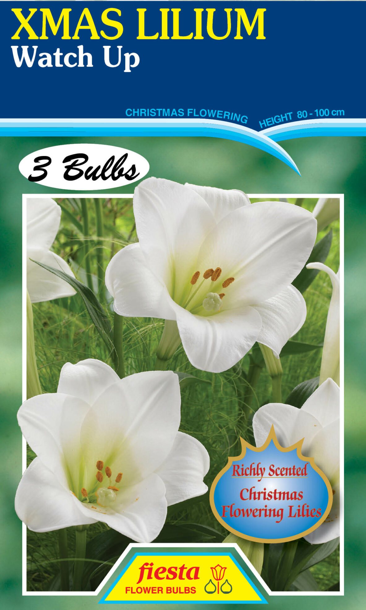 Lilium - Watch Up 3pk - Springvale Garden Centre