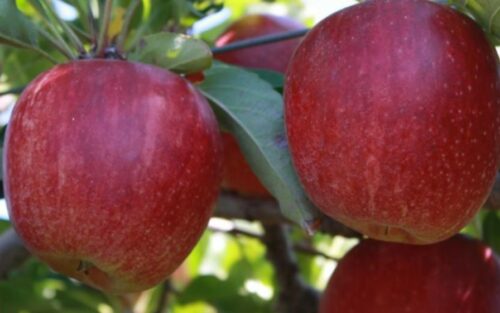 Dwarf Apple Royal Gala - Springvale Garden Centre