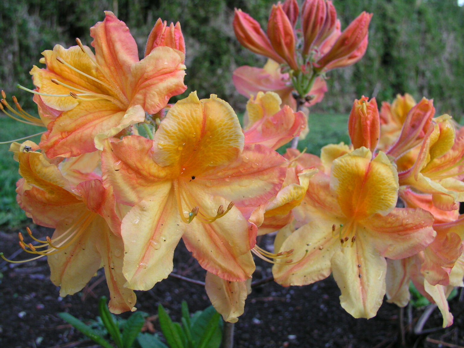 Azalea Carmen - Springvale Garden Centre
