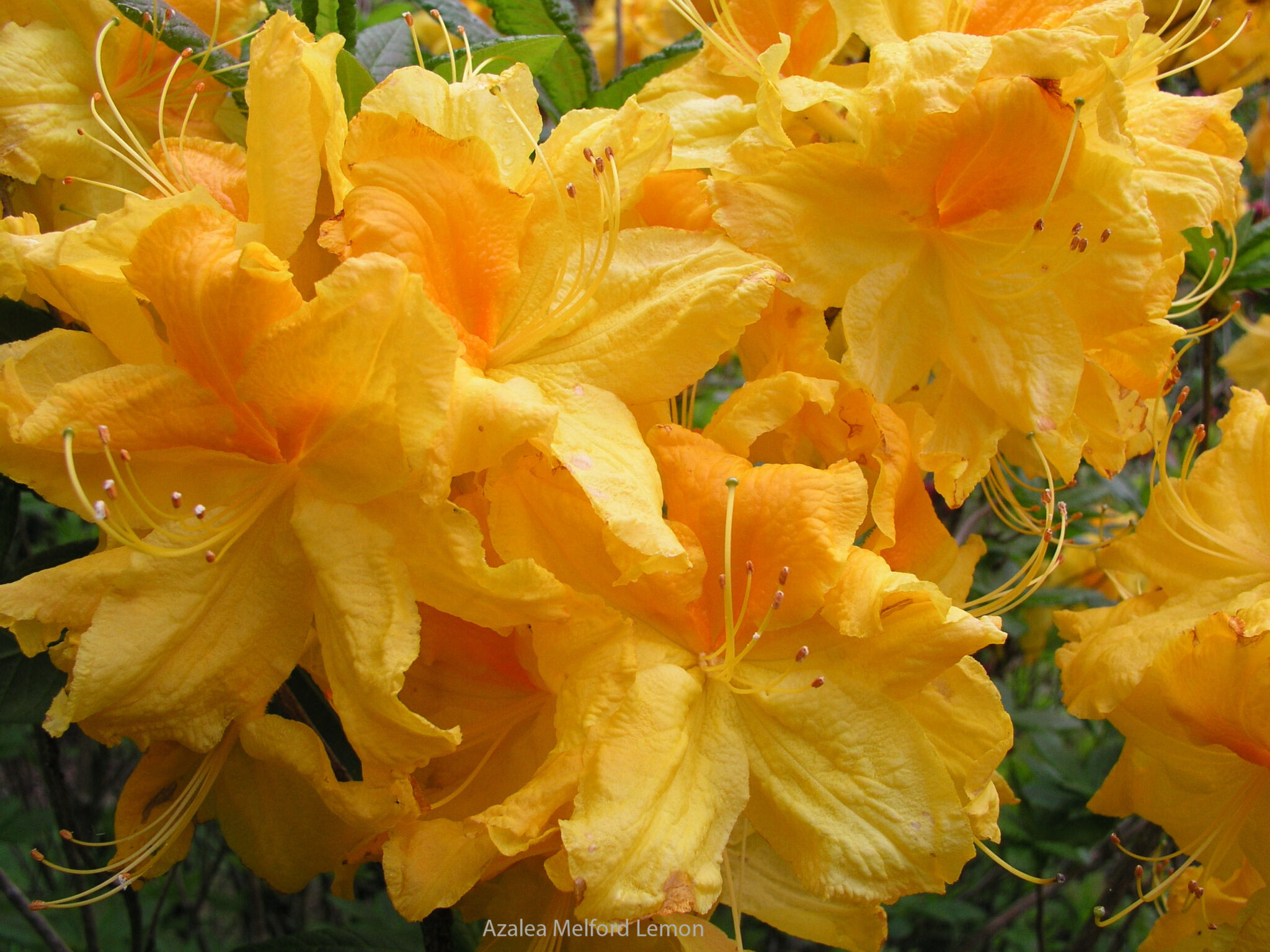 Azalea Melford Lemon - Springvale Garden Centre