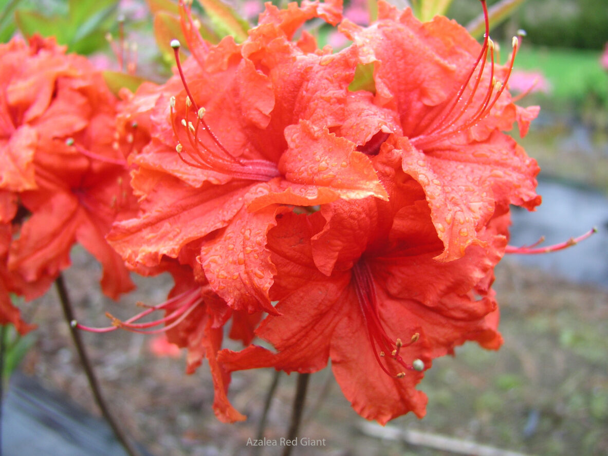 Azalea Red Giant - Springvale Garden Centre