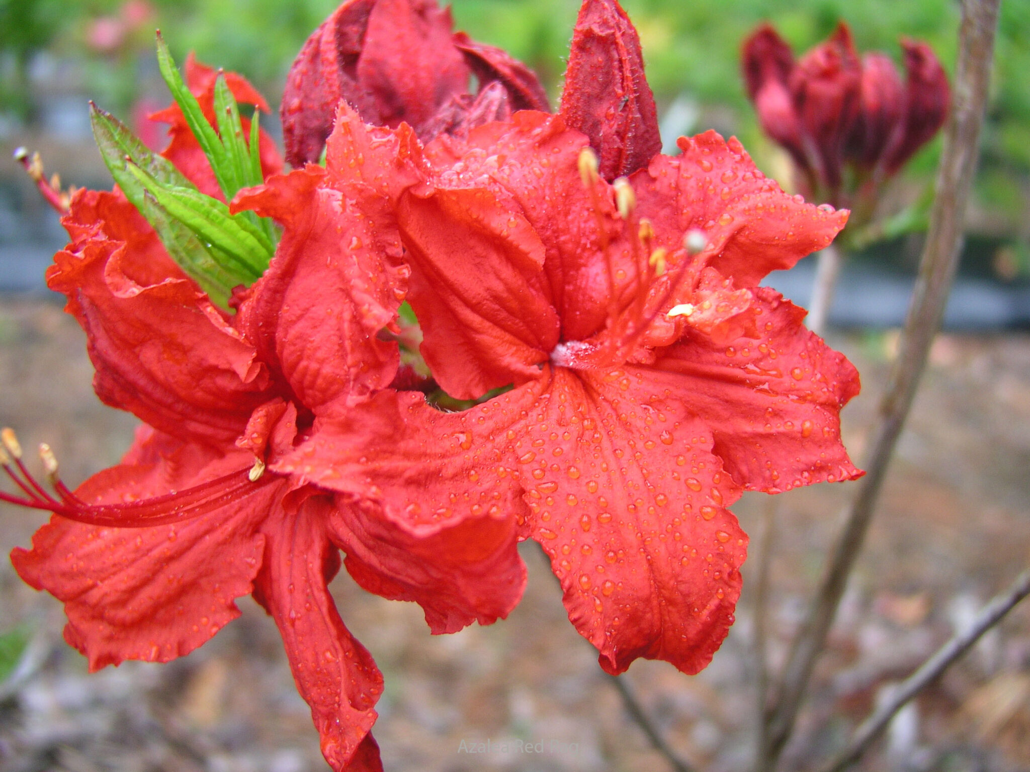 Azalea Red Rag - Springvale Garden Centre