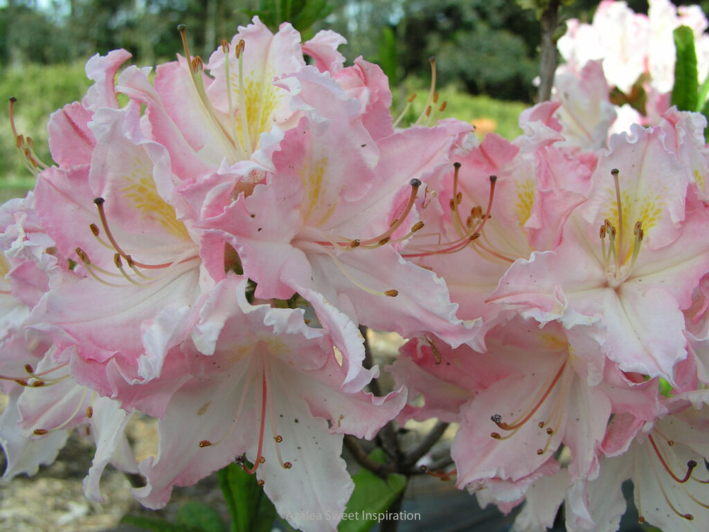 Azalea Sweet Inspiration - Springvale Garden Centre
