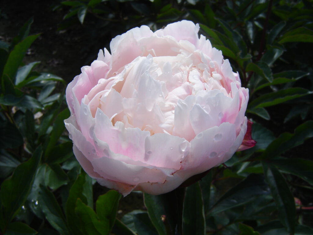 Peony Gardenia - Springvale Garden Centre