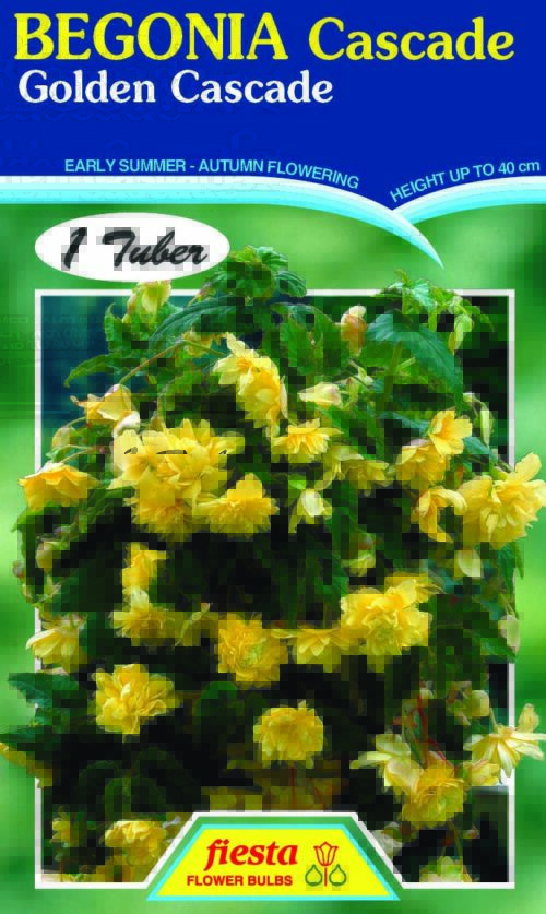 Begonia - Golden Cascade 1pk - Springvale Garden Centre