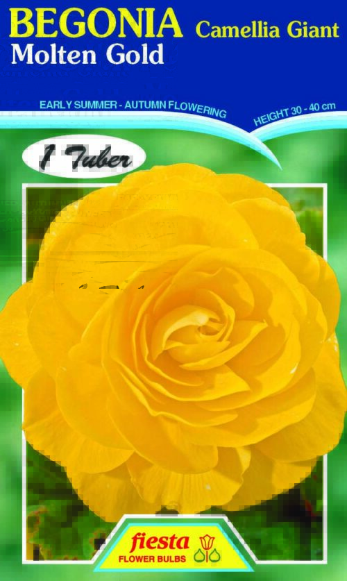 Begonia - Molten Gold 1pk - Springvale Garden Centre