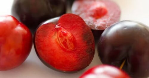 Plum Billington - Springvale Garden Centre