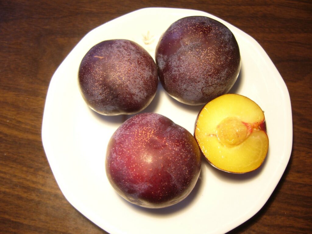 Plumcot Spring Satin - Springvale Garden Centre