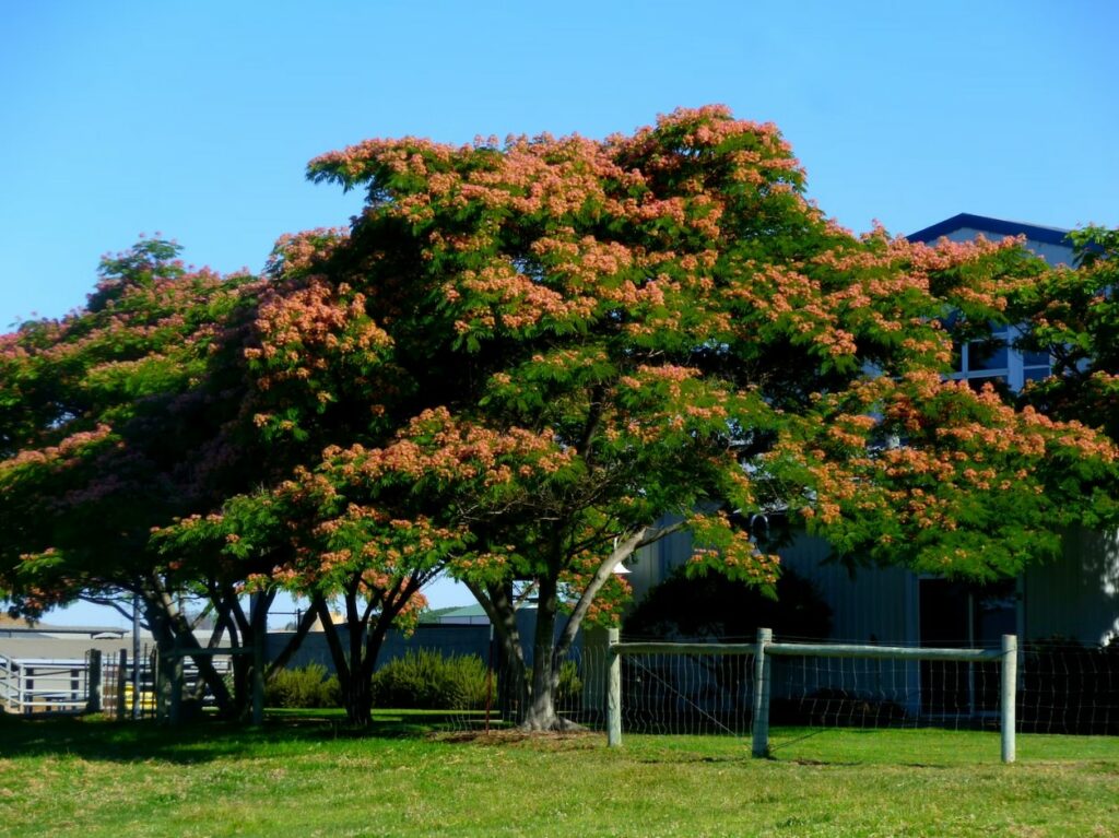 Albizia julibrissin 'Red Silk' PB18 - Springvale Garden Centre