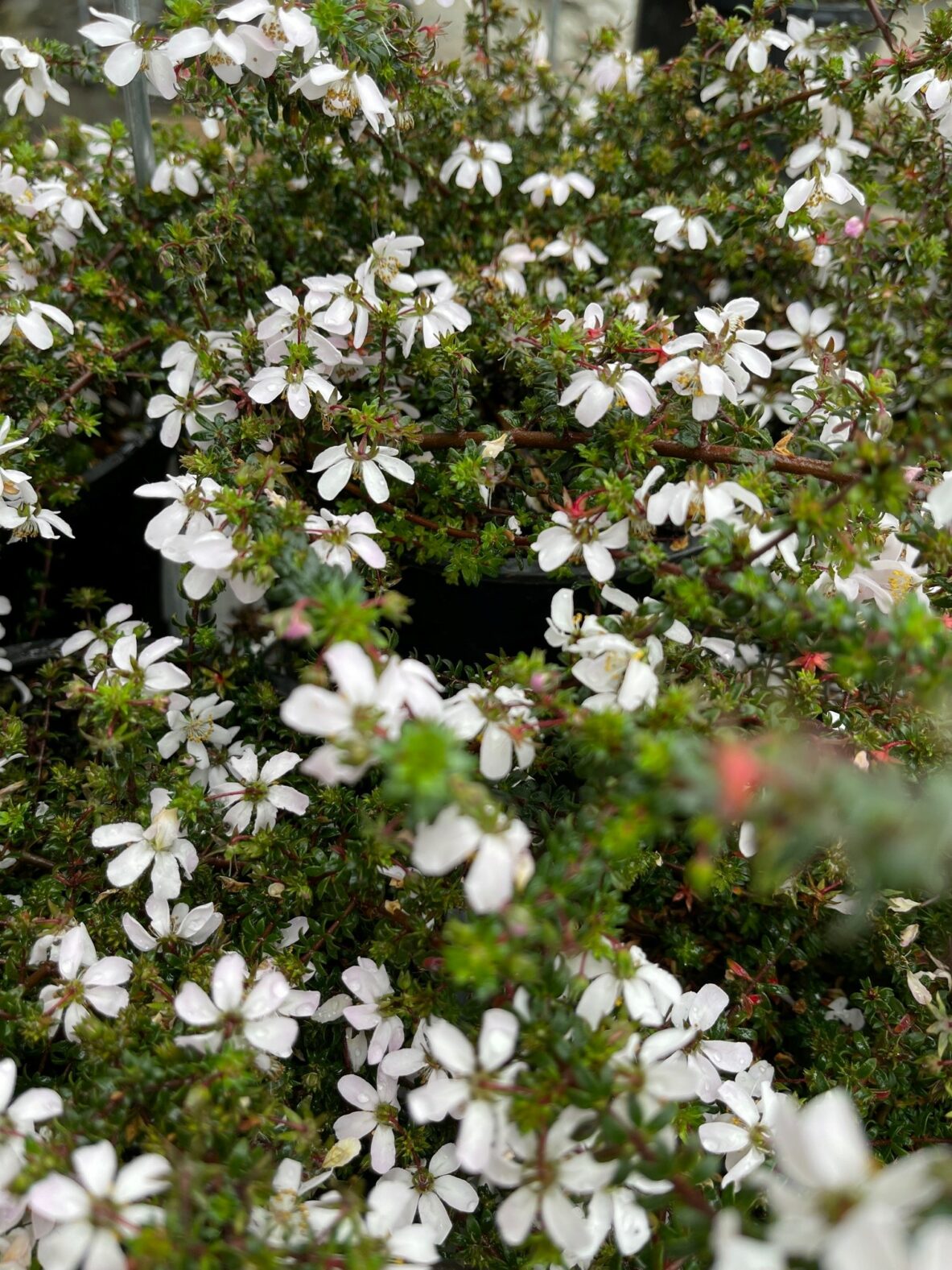 Bauera rubioides 'Plum Duff' - Springvale Garden Centre