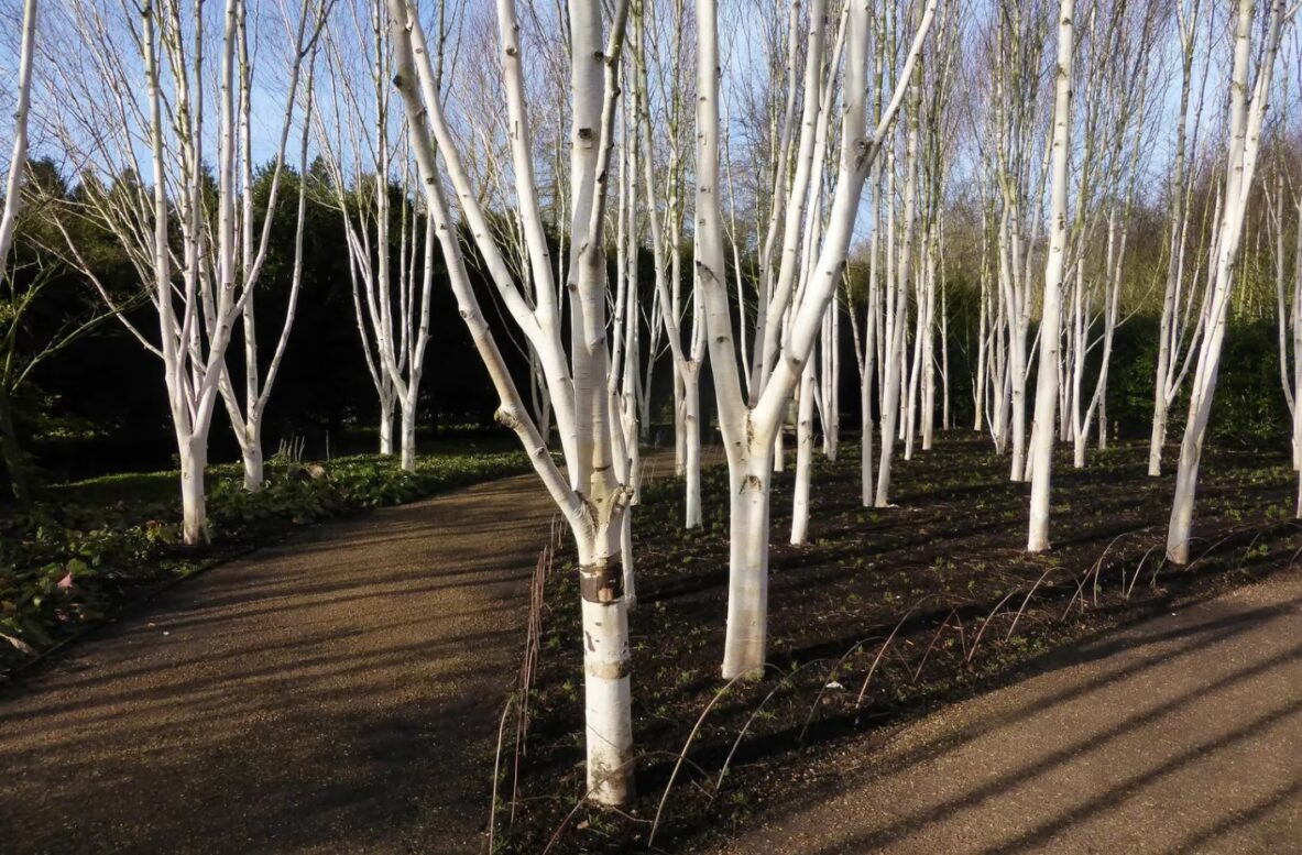Betula Jacquemontii - Springvale Garden Centre