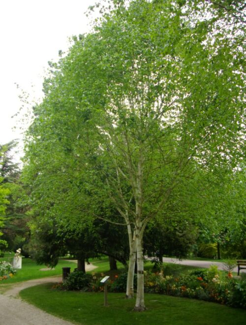 Betula Jaquemontii - Springvale Garden Centre