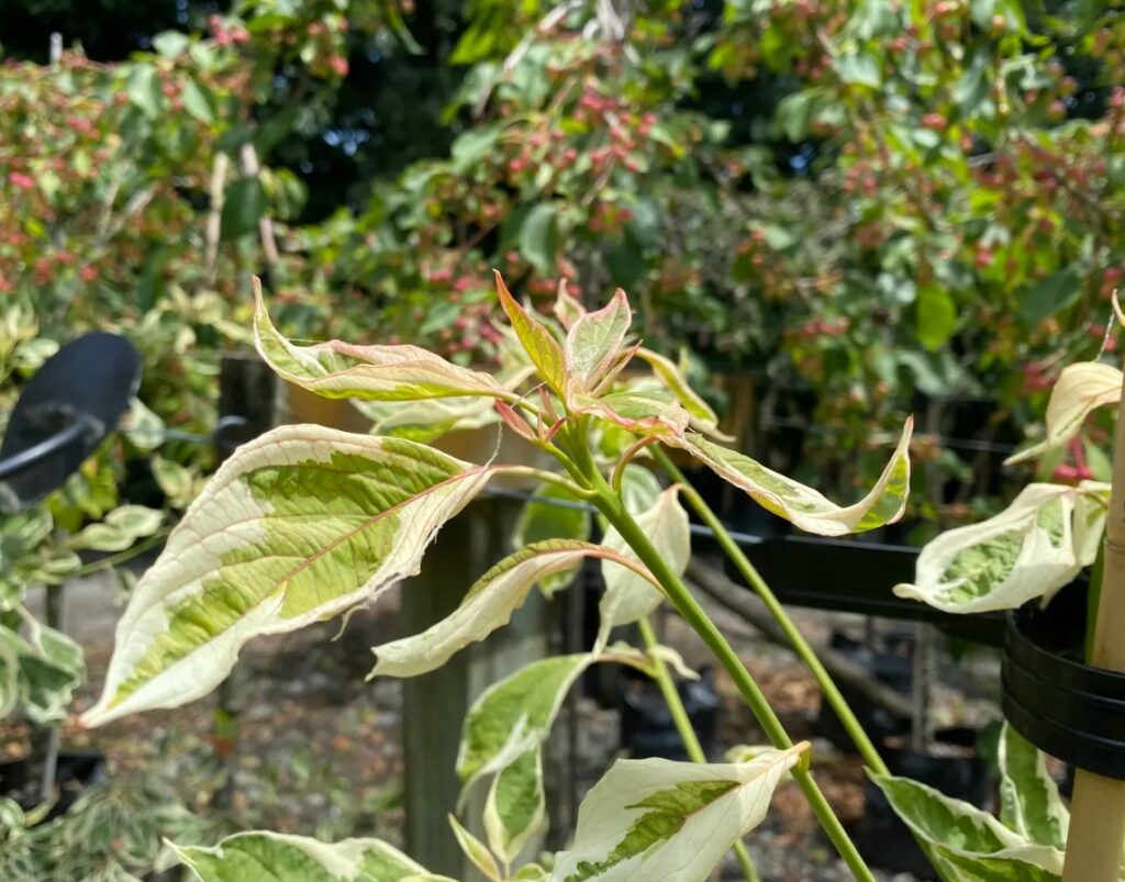 Cornus controversa Variegata - Springvale Garden Centre