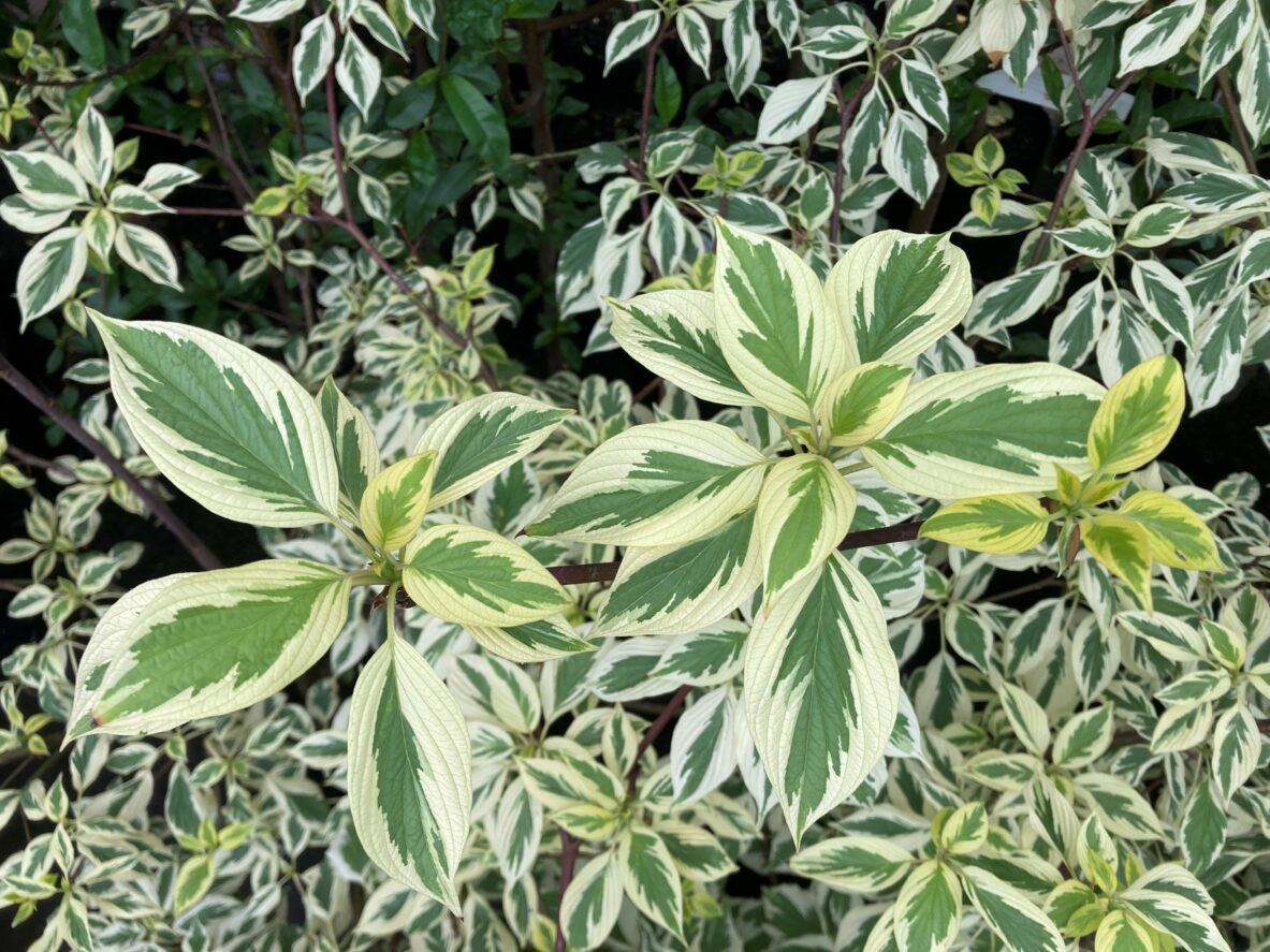 Cornus Contraversa Variegata - Springvale Garden Centre