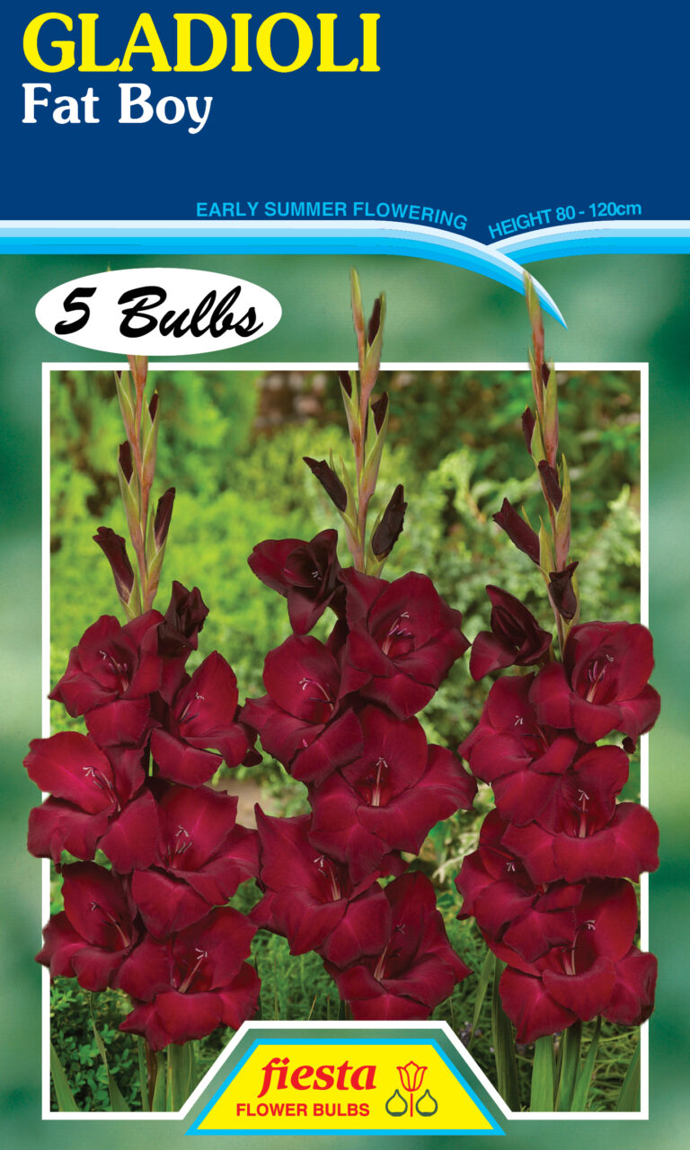 Gladioli - Fat Boy 5pk - Springvale Garden Centre