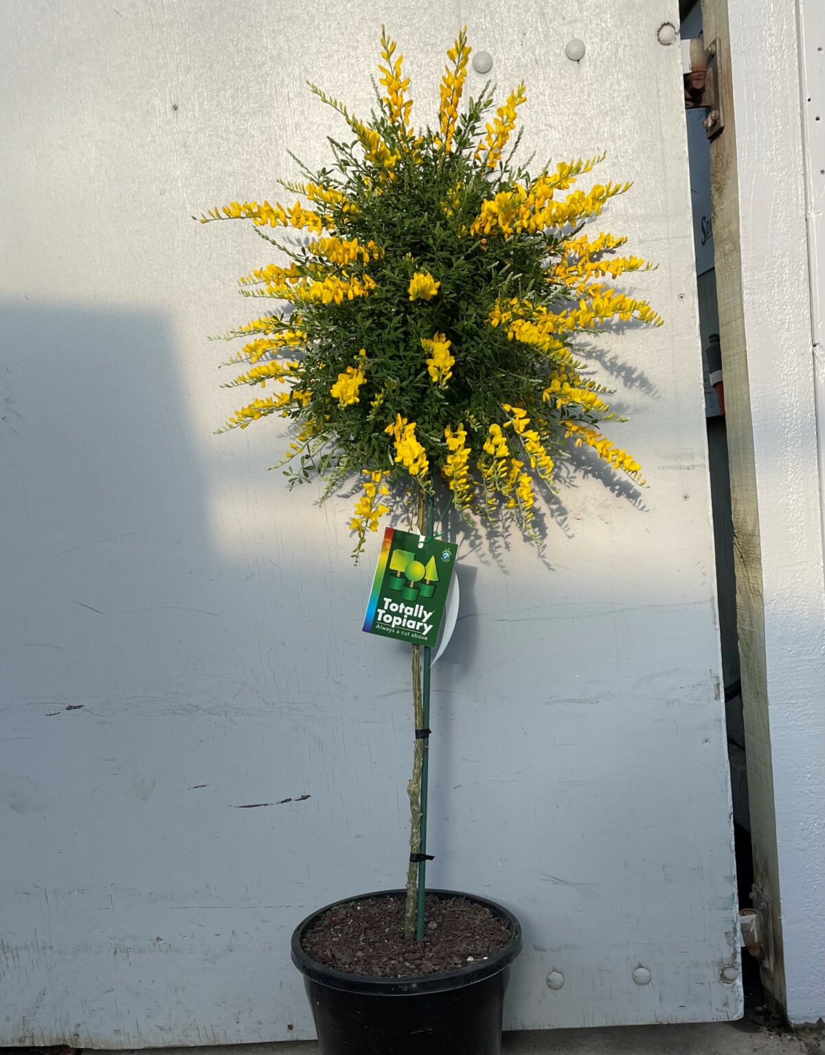 Genista 'Yellow Imp' Standard 15L - Springvale Garden Centre