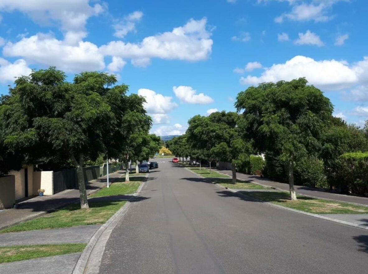 Melia azedarach PB18 - Springvale Garden Centre