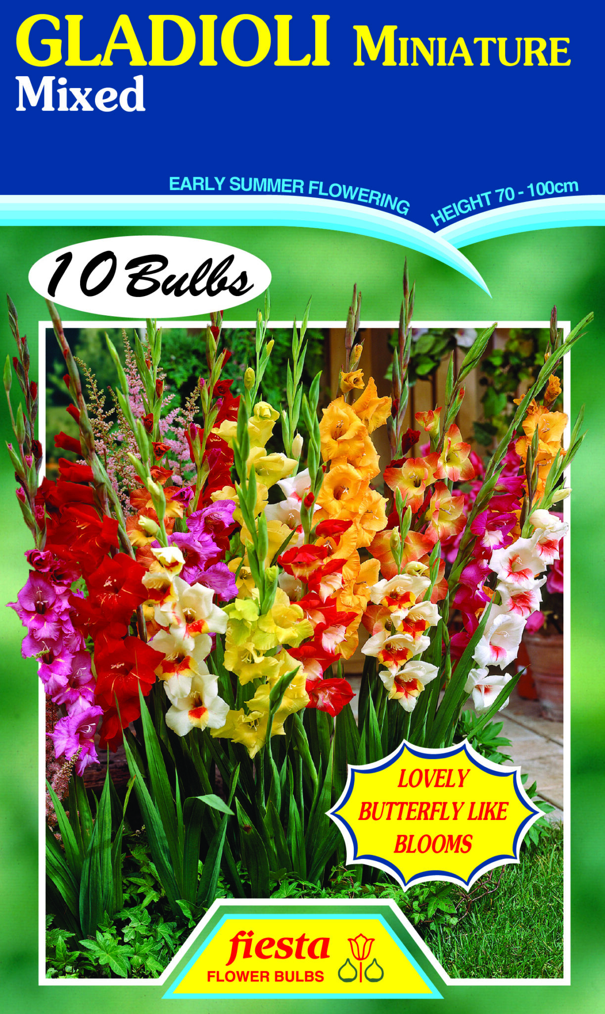 Gladioli - Mini Mixed 10pk - Springvale Garden Centre