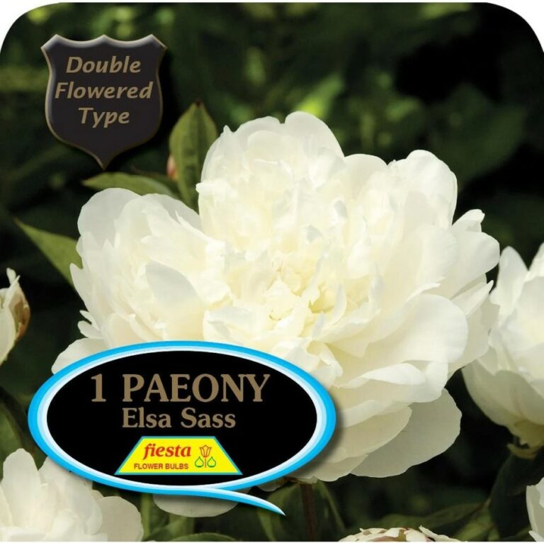 Paeony - Elsa Sass 1pk - Springvale Garden Centre