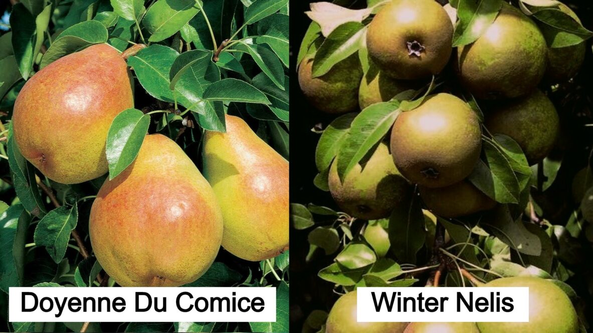 Pear Dual Doyenne/Winter Nelis - Springvale Garden Centre