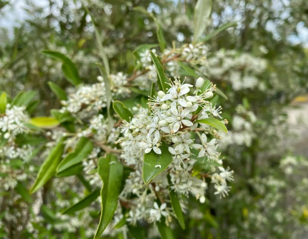Phebalium Squamulosum - Springvale Garden Centre