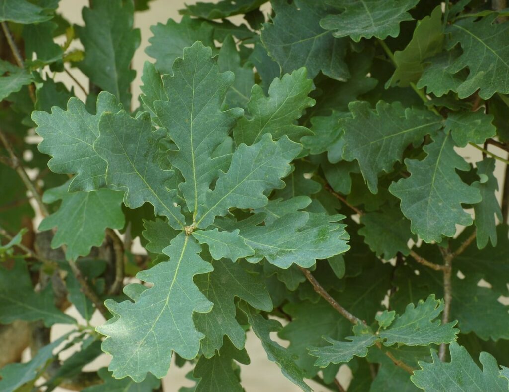 Quercus robur 'Fastigiata' PB18 - Springvale Garden Centre