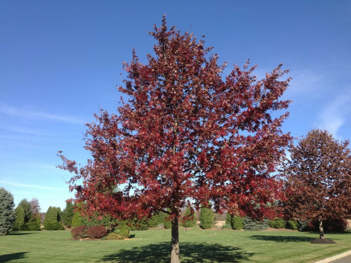 Quercus coccinea PB28 - Springvale Garden Centre