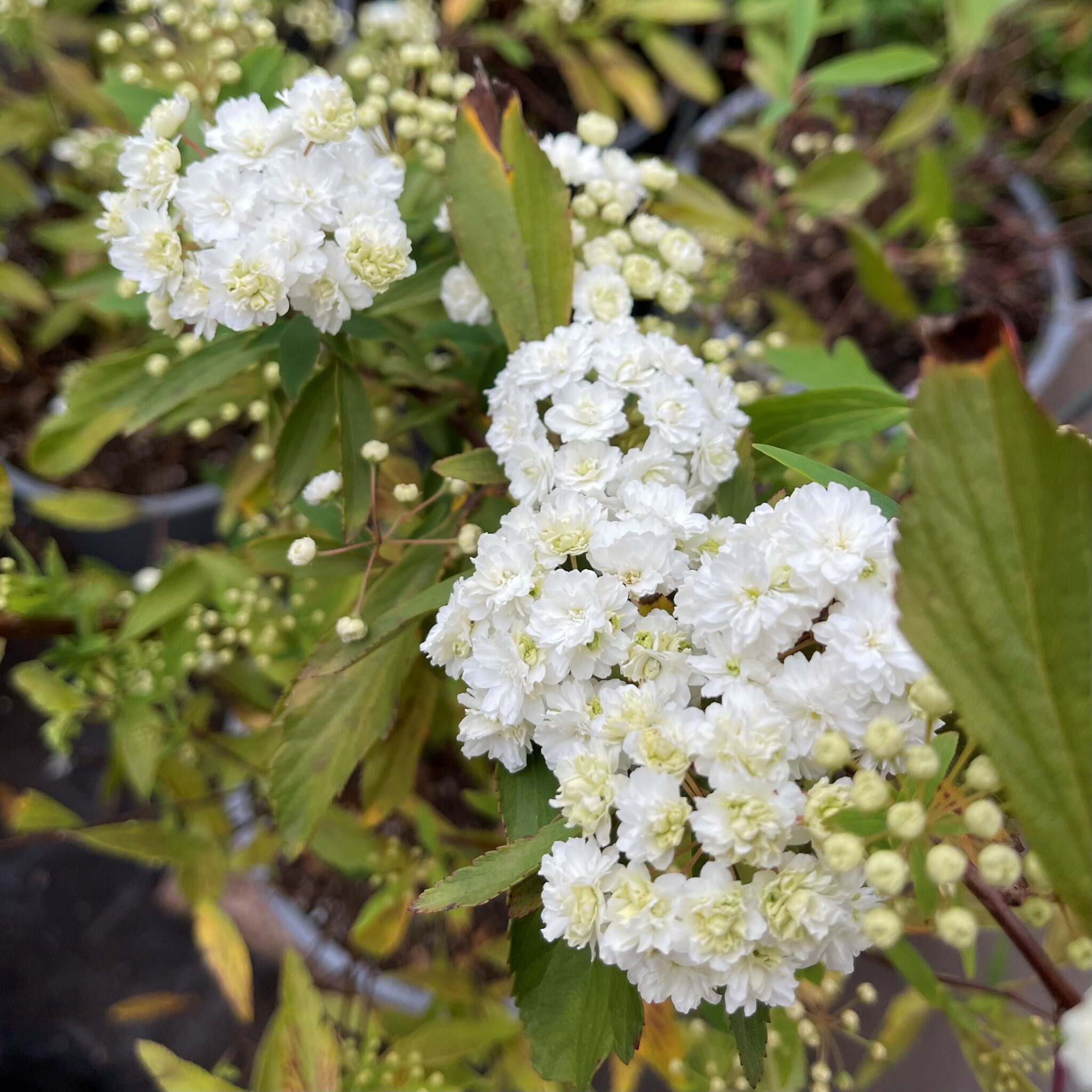 Spiraea prunifolia 'Plena' - Springvale Garden Centre