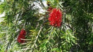 Callistemon Captain Cook - Springvale Garden Centre