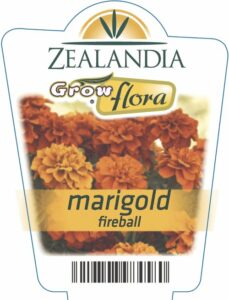 Marigold Fireball - Springvale Garden Centre