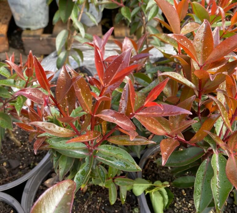 Metrosideros Fiji Fire - Springvale Garden Centre