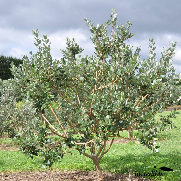 Feijoa Pounamu - Springvale Garden Centre