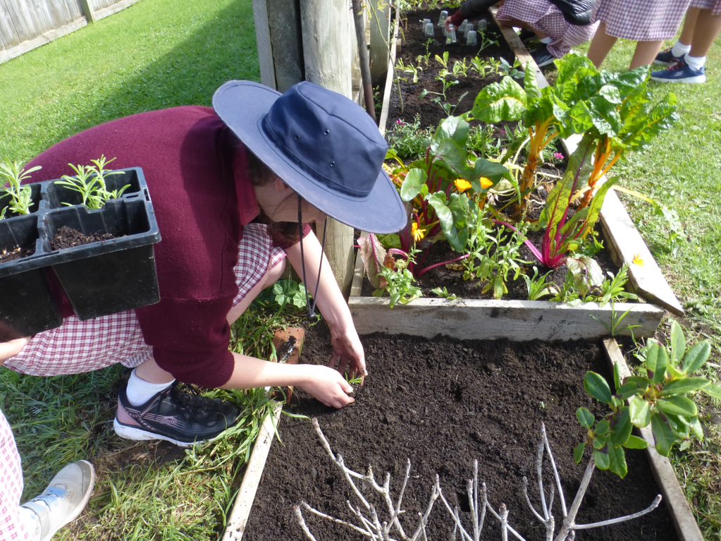Current Archives - Springvale Garden Centre