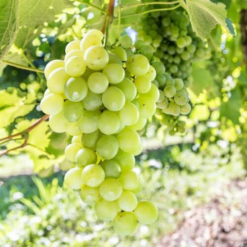 Grape Himrod - Springvale Garden Centre