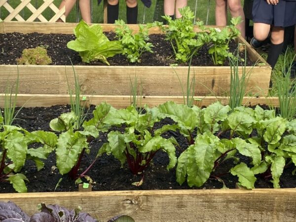 Mosston School - Springvale Garden Centre