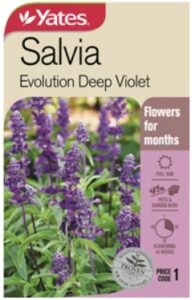 Seeds - Salvia Evolution Violet - Springvale Garden Centre