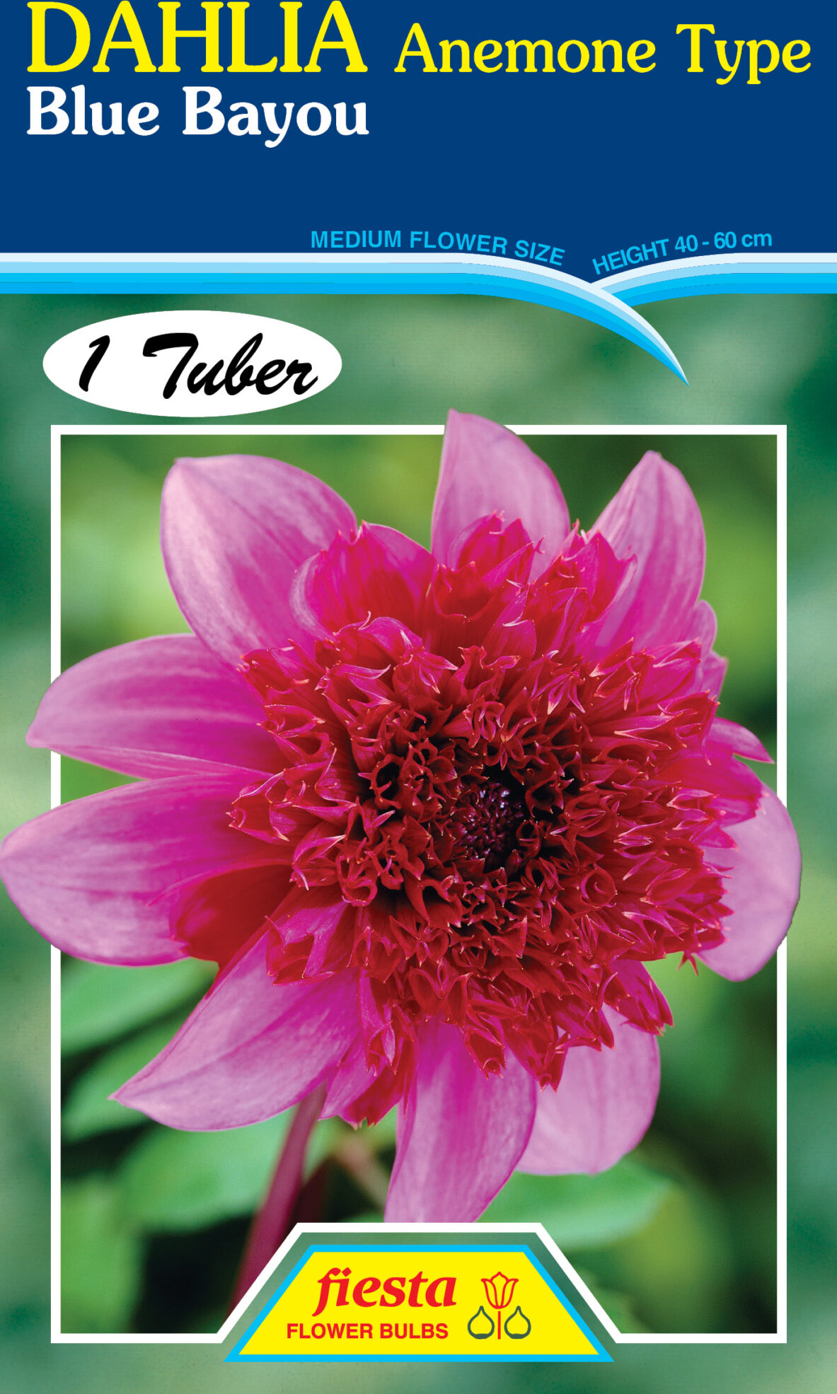 Dahlia - Blue Bayou 1pk - Springvale Garden Centre