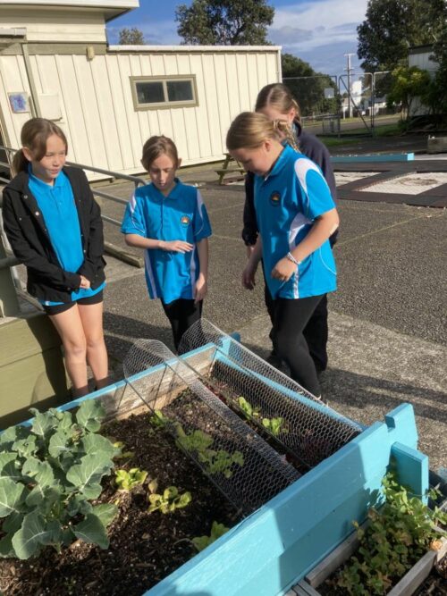 Castlecliff School - Springvale Garden Centre